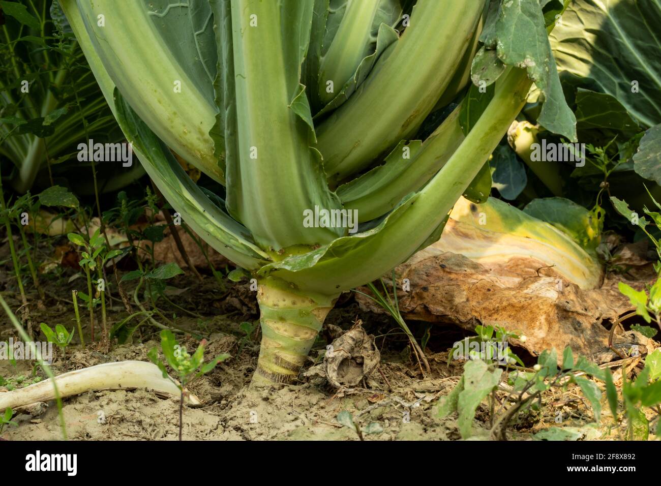 The Cabbage root that grows best where there is a long, cool growing ...