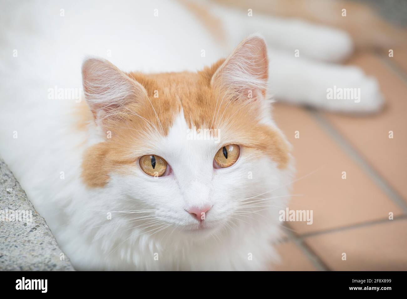 Purebred turkish van cat hi-res stock photography and images - Alamy