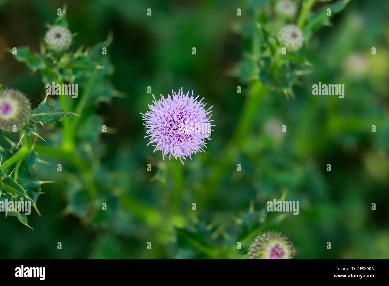 Nice bull hi-res stock photography and images - Alamy