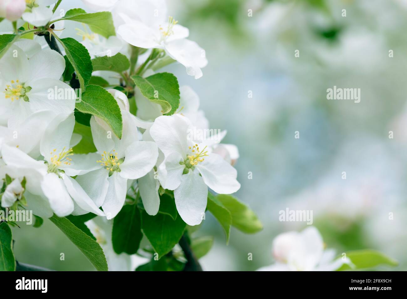 Beautiful flowering cherry, plum, pear or apple trees. Background with ...