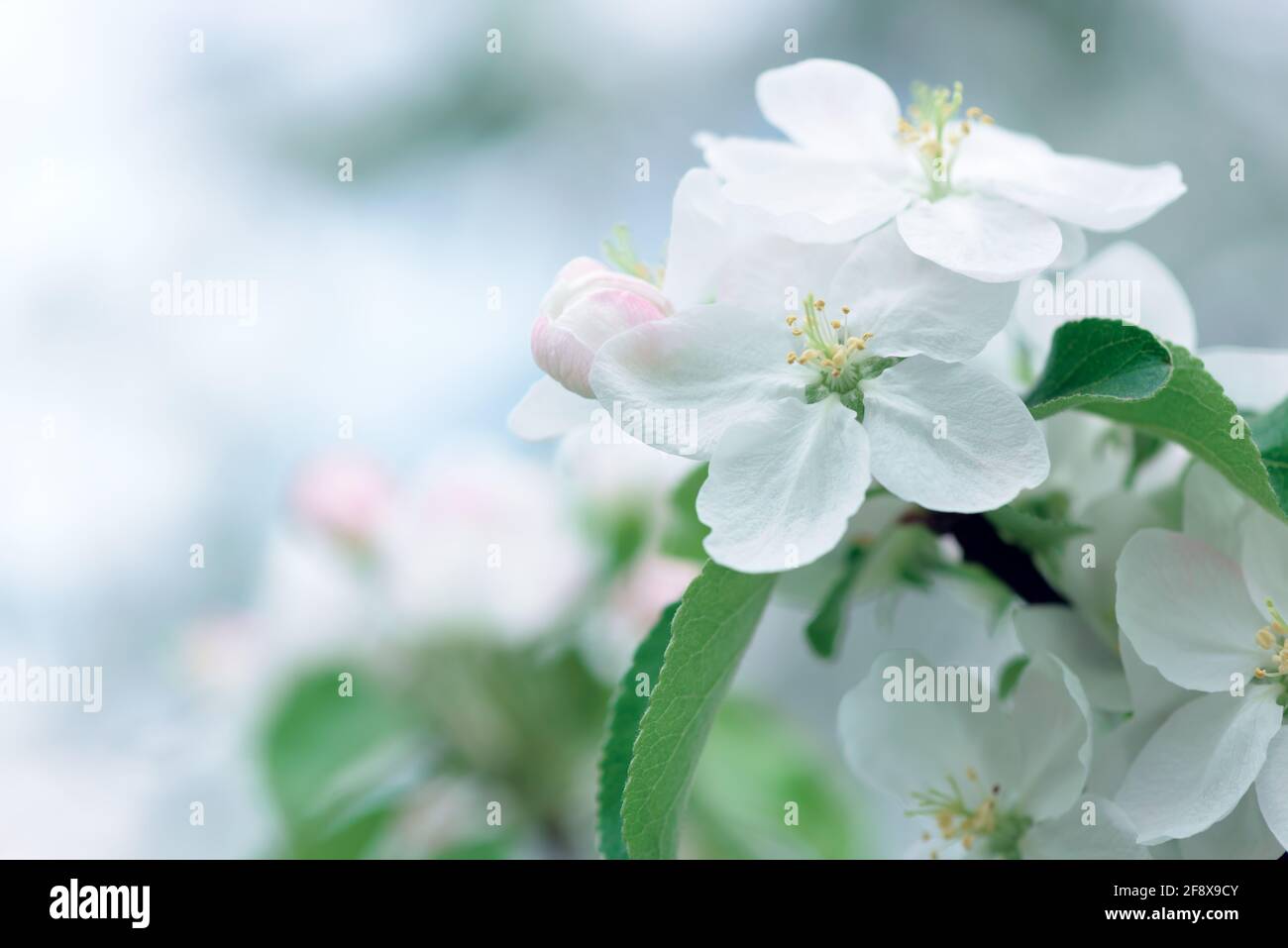 Beautiful flowering cherry, plum, pear or apple trees. Background with ...