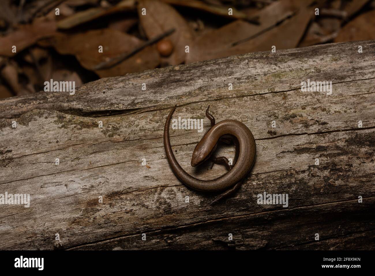Little Brown Skink (Scincella lateralis) from Jefferson Parish ...