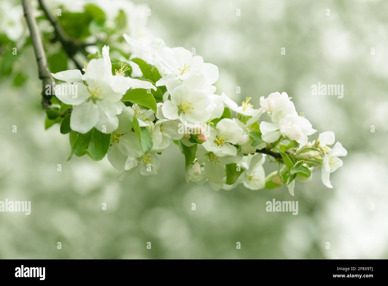 Beautiful flowering cherry, plum, pear or apple trees. Background with ...