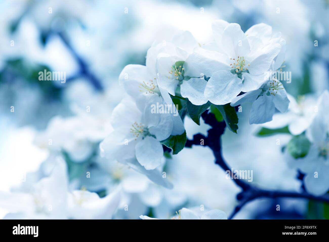 Beautiful flowering cherry, plum, pear or apple trees. Background with ...