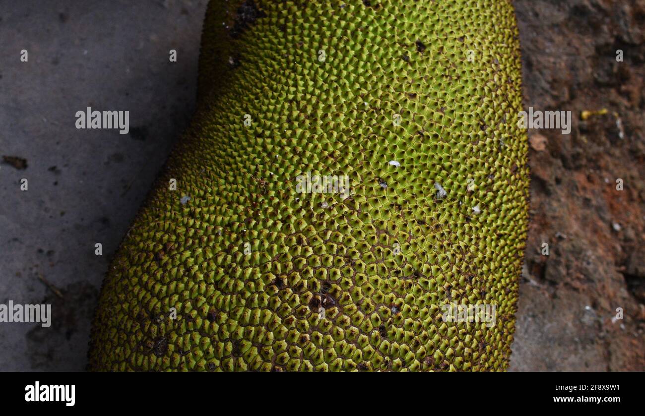 Jackfruit Pattern High Resolution Stock Photography and Images - Alamy