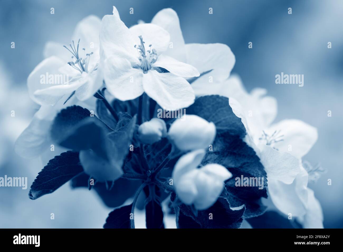 Beautiful flowering cherry, plum, pear or apple trees. Background with ...