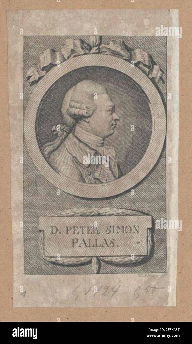 Pallas, Peter Simon Eraser: Kruger, Johann Conrad Stock Photo - Alamy