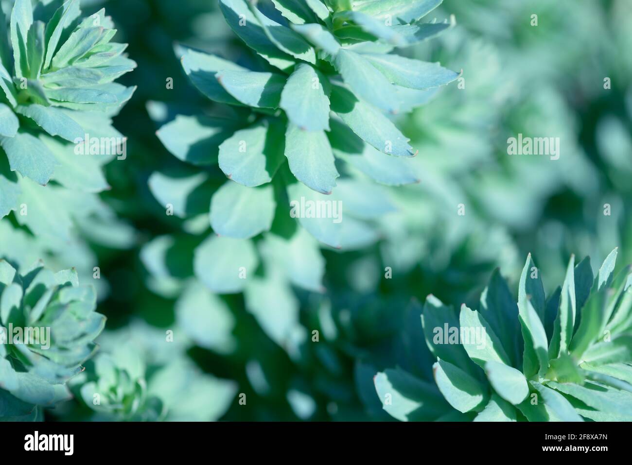 Golden Root Plant. Roseroot. Rhodiola rosea. Medicinal plant Stock ...