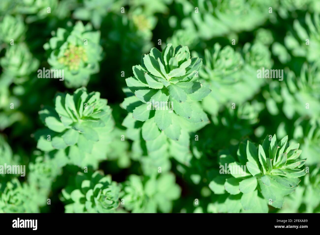 Golden Root Plant. Roseroot. Rhodiola rosea. Medicinal plant Stock ...
