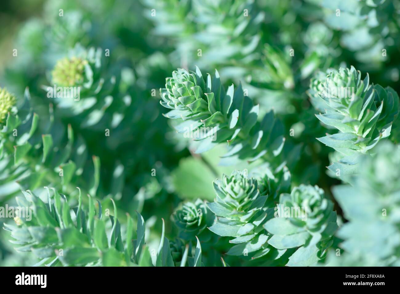 Golden Root Plant. Roseroot. Rhodiola rosea. Medicinal plant Stock ...