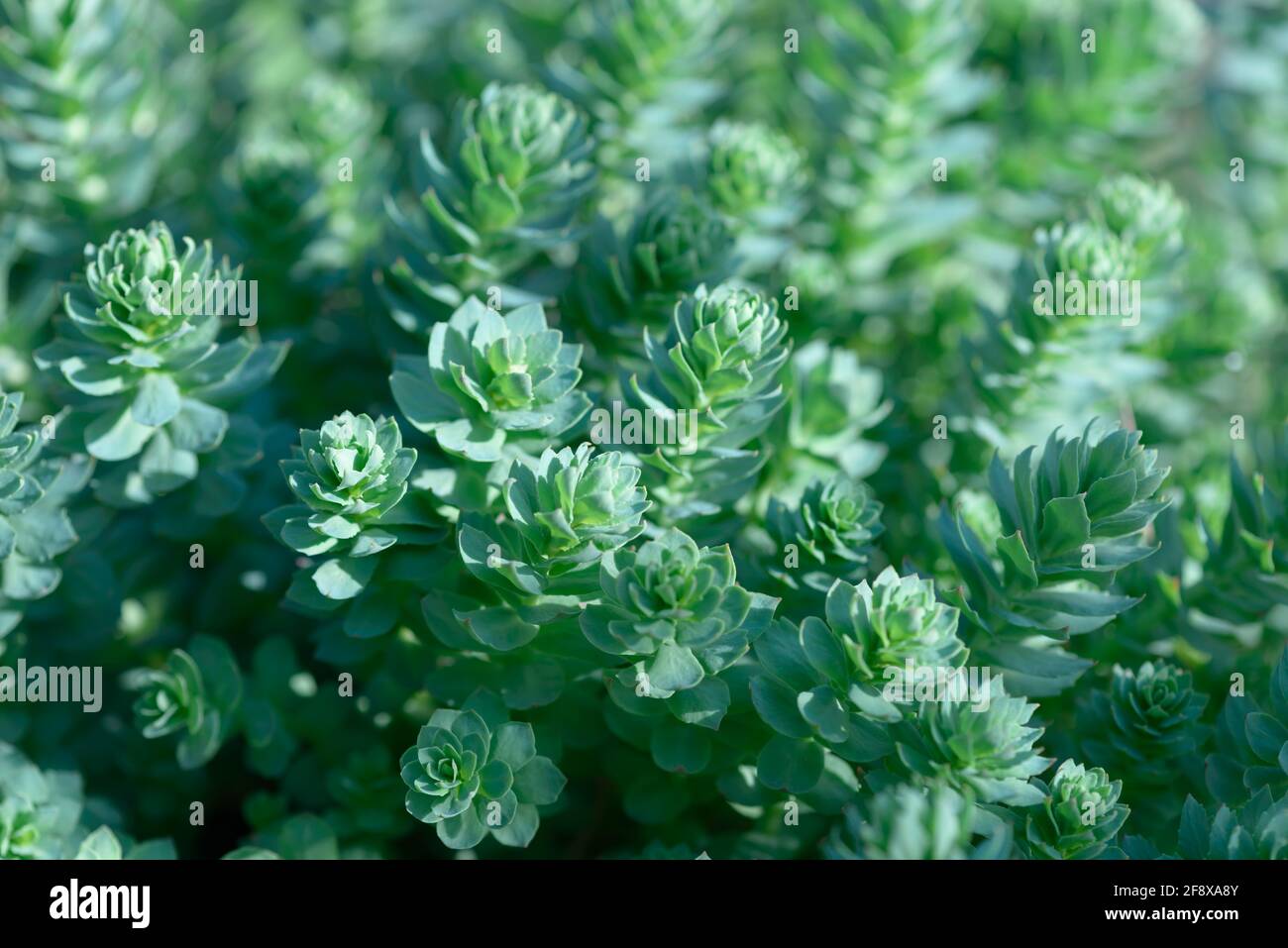 Medicinal plant root hi-res stock photography and images - Alamy
