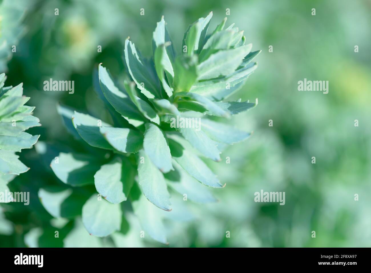 Golden Root Plant. Roseroot. Rhodiola rosea. Medicinal plant Stock ...