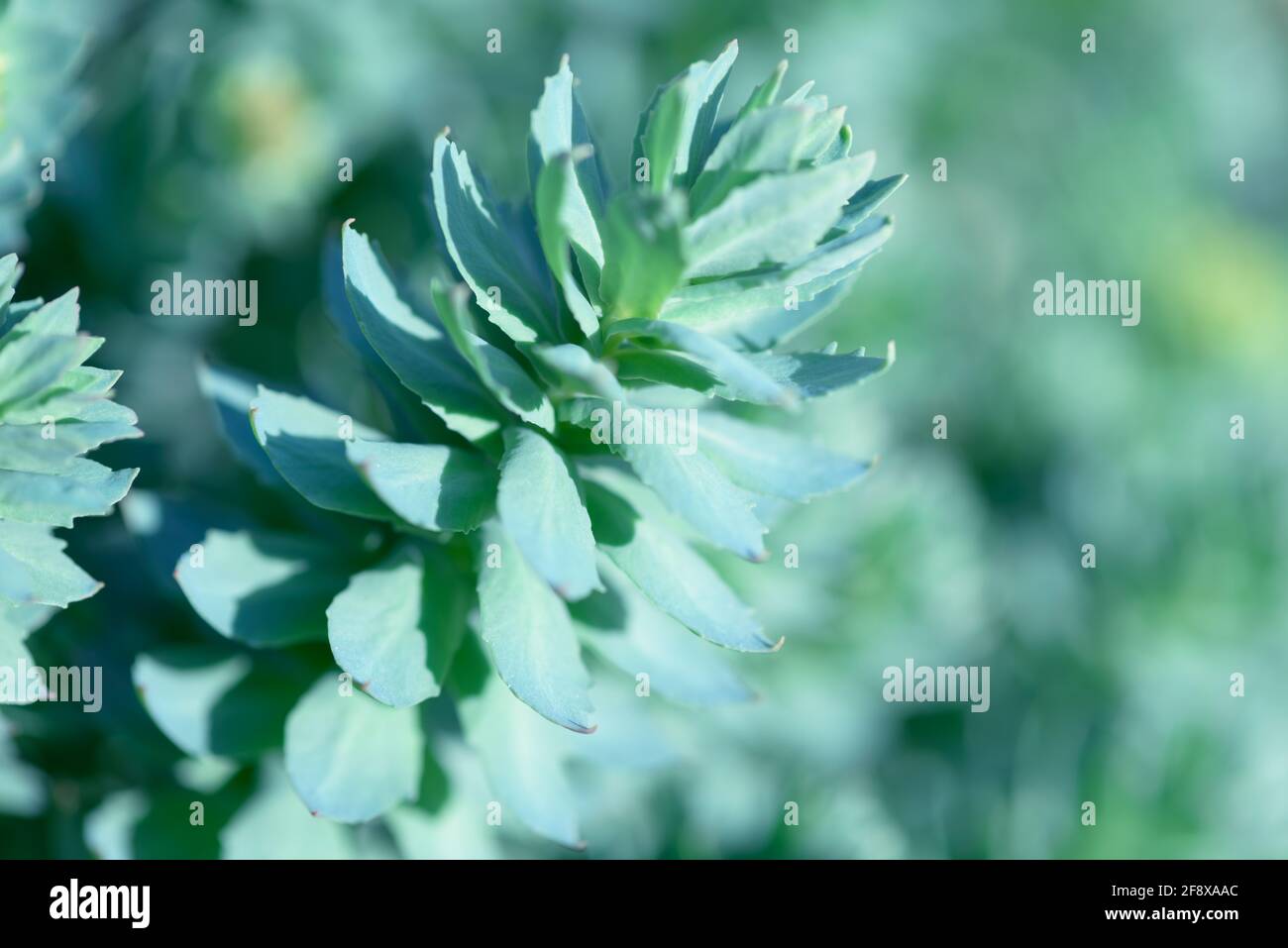 Golden Root Plant. Roseroot. Rhodiola rosea. Medicinal plant Stock ...