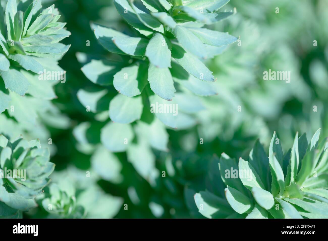 Golden Root Plant. Roseroot. Rhodiola rosea. Medicinal plant Stock ...