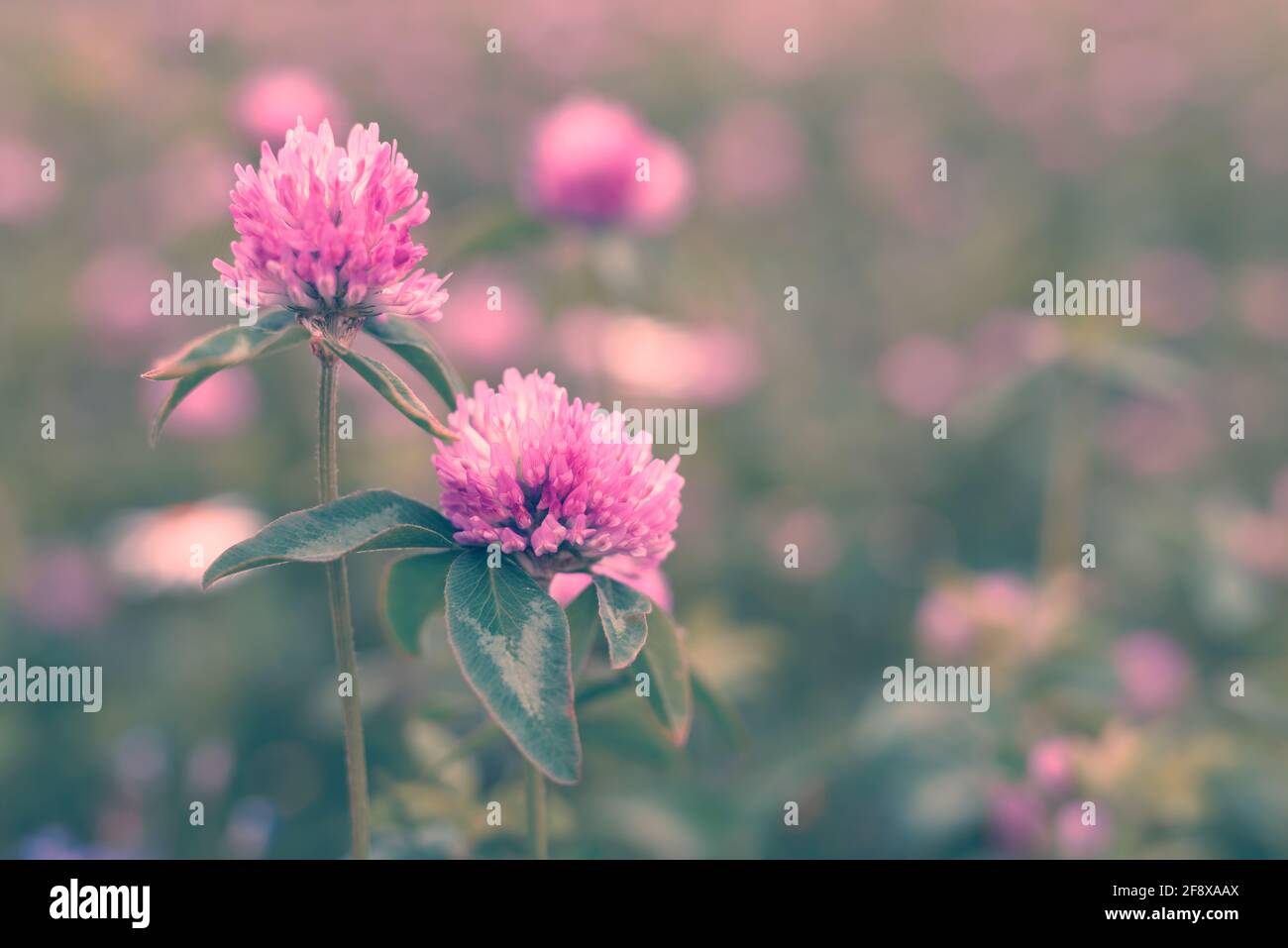 Clover Flowers in the field background. Blooming medicinal wild herb ...