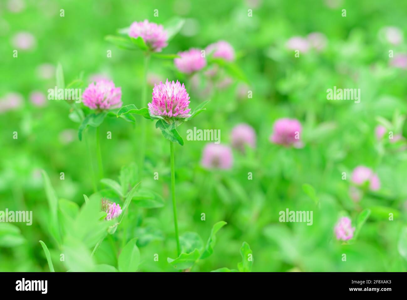 Clover Flowers in the field background. Blooming medicinal wild herb ...