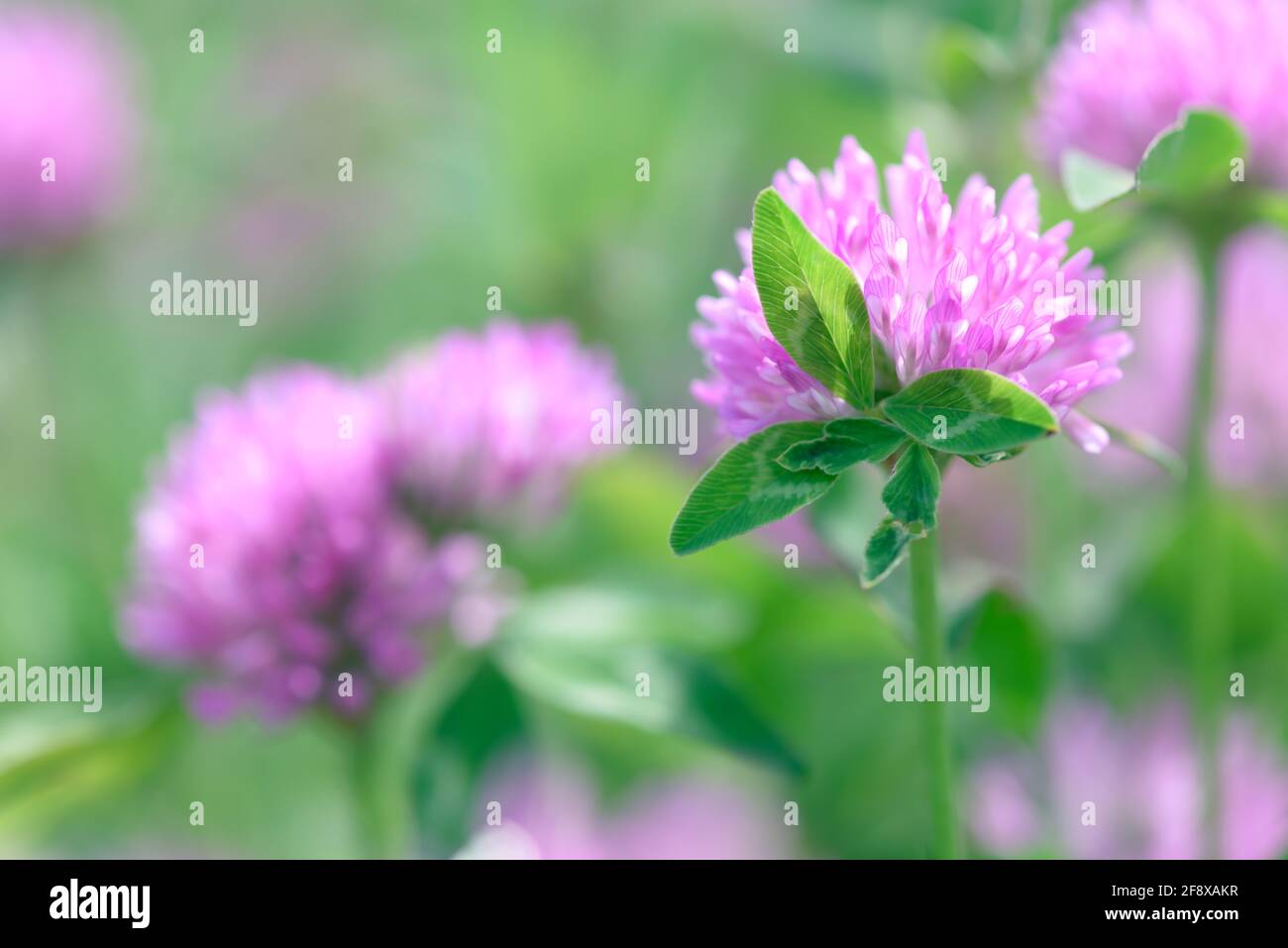 Clover Flowers in the field background. Blooming medicinal wild herb ...