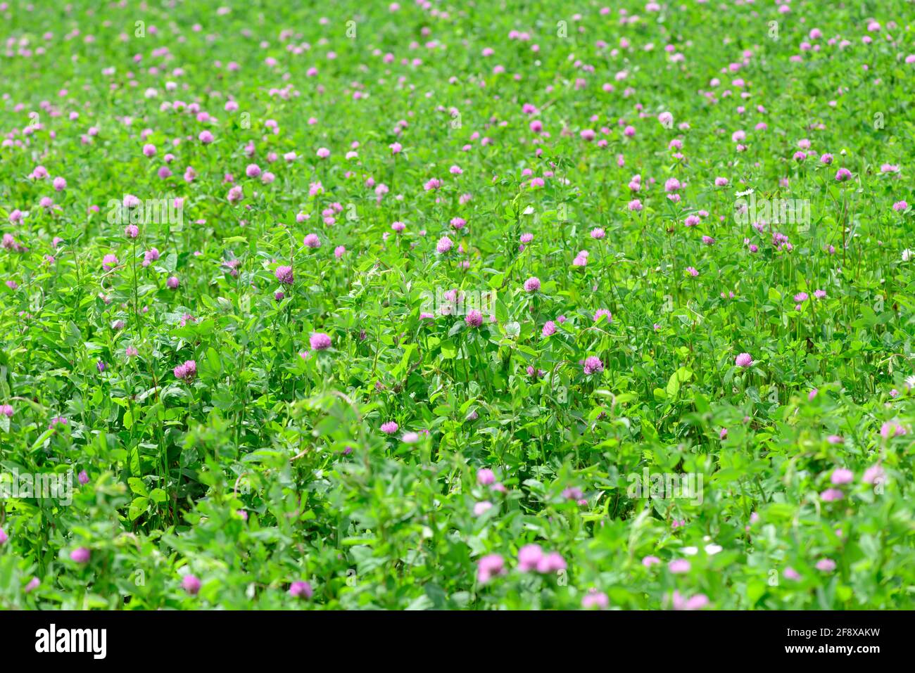 Clover Flowers in the field background. Blooming medicinal wild herb ...