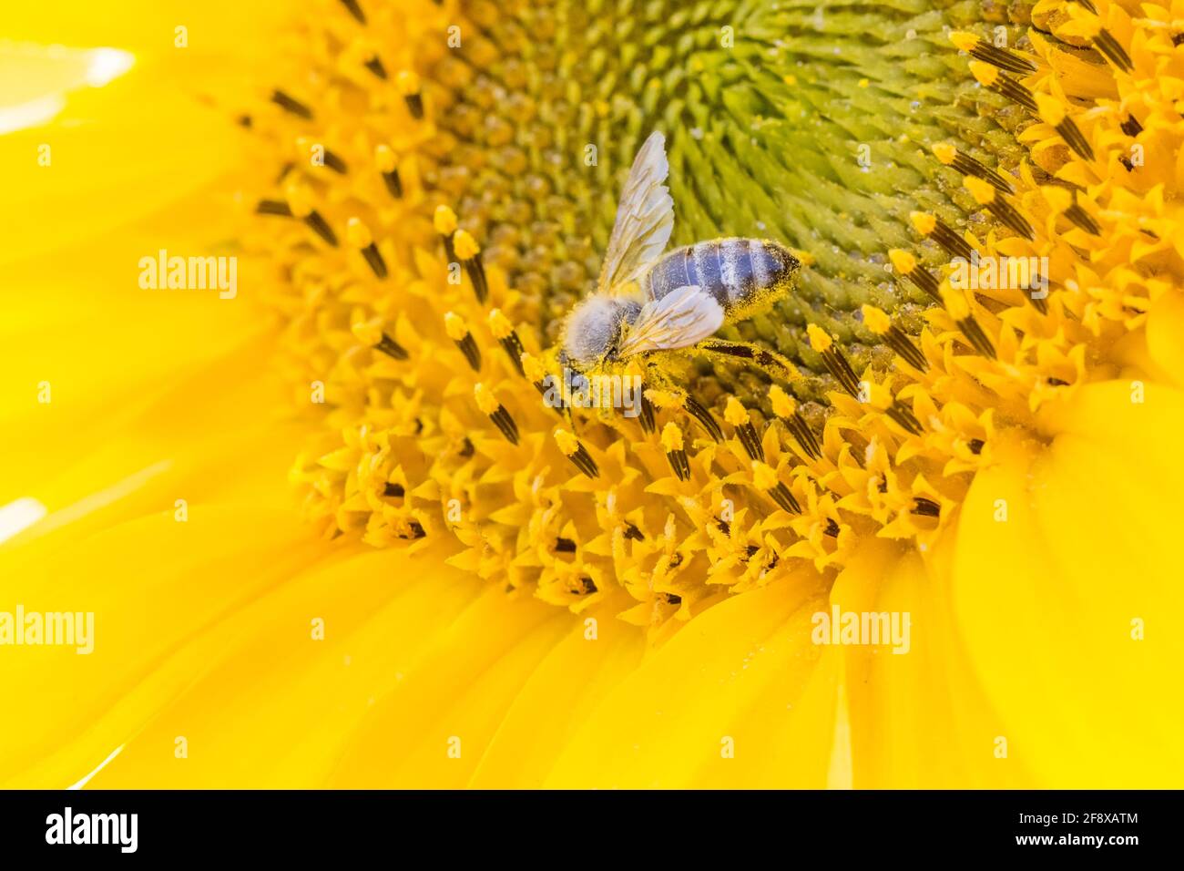 Honey bee covered with yellow pollen collecting sunflower nectar ...