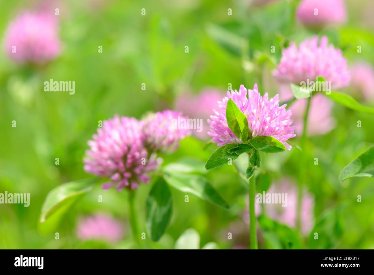 Clover Flowers in the field background. Blooming medicinal wild herb ...