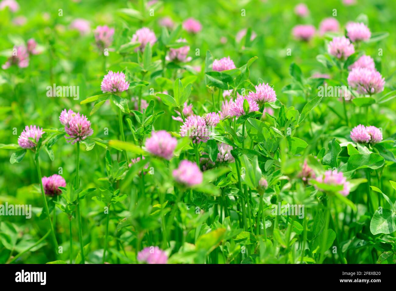 Clover Flowers in the field background. Blooming medicinal wild herb ...