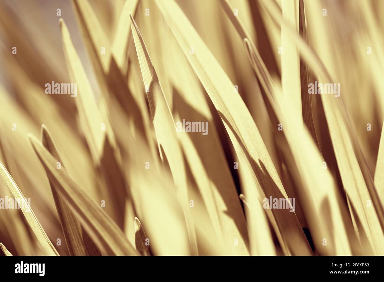 Bright fresh spring grass close up in the forest with sunlight bokeh ...
