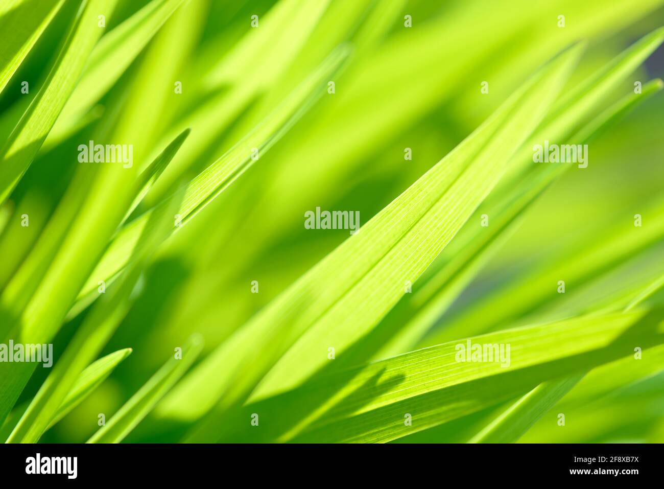 Bright fresh spring grass close up in the forest with sunlight bokeh ...