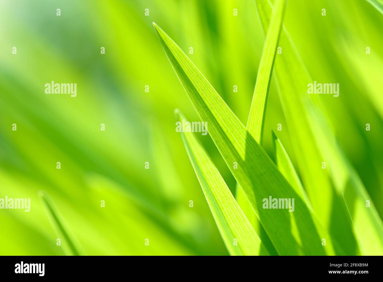 Bright fresh spring grass close up in the forest with sunlight bokeh ...