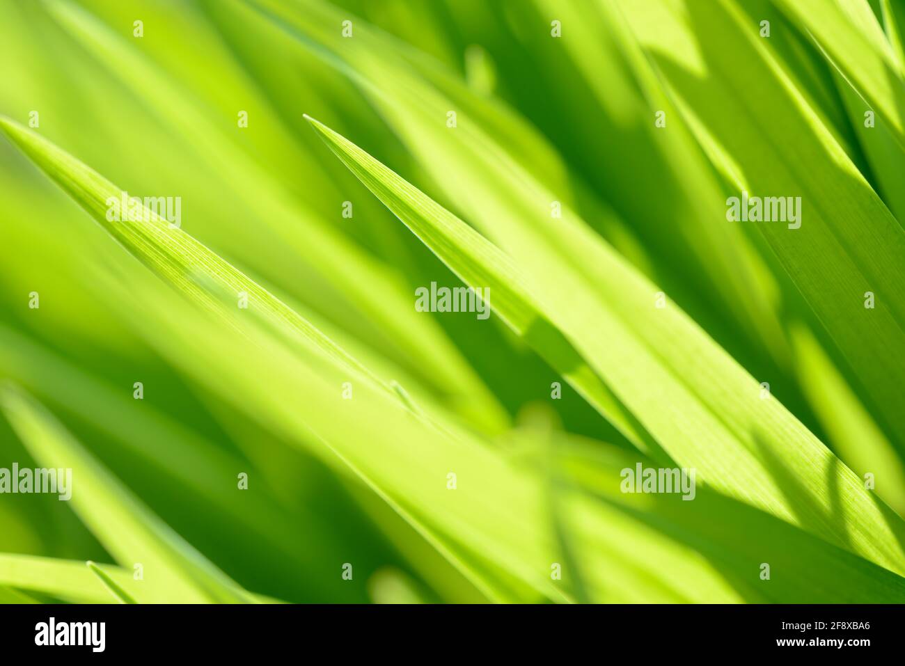 Bright fresh spring grass close up in the forest with sunlight bokeh ...