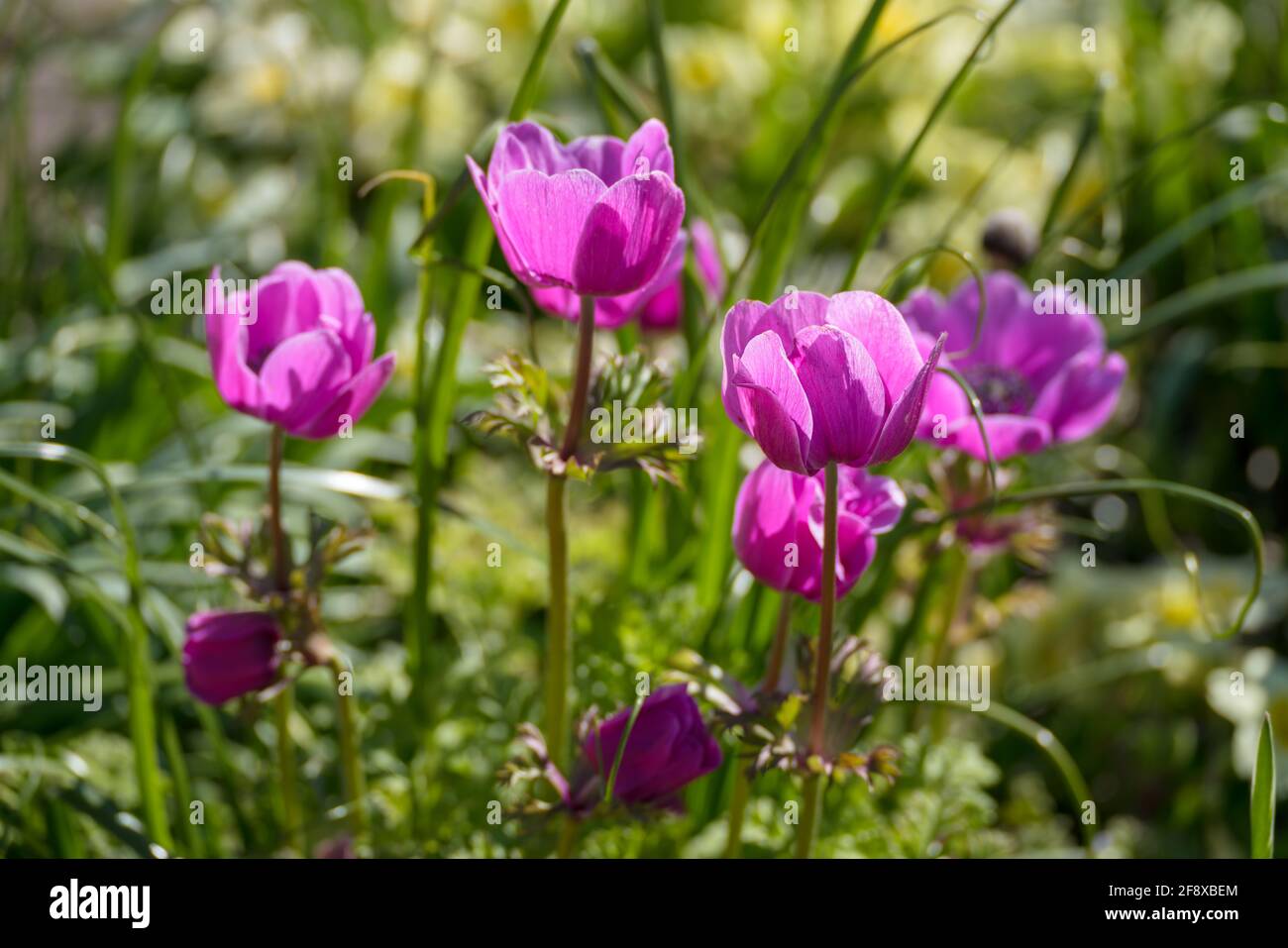 Magenta anemone hi-res stock photography and images - Alamy