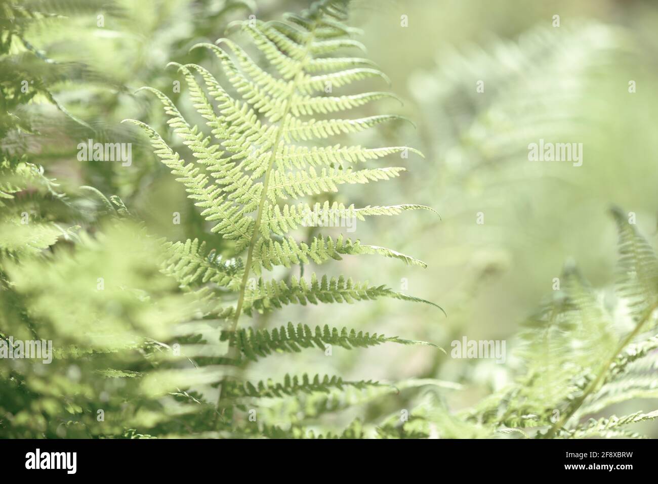 Fern leaf growing in nature. Leaves and stem of fern foliage in the ...