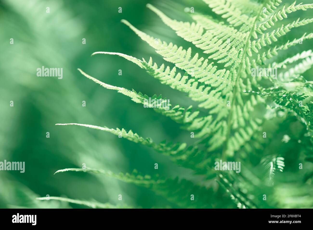 Fern leaf growing in nature. Leaves and stem of fern foliage in the ...