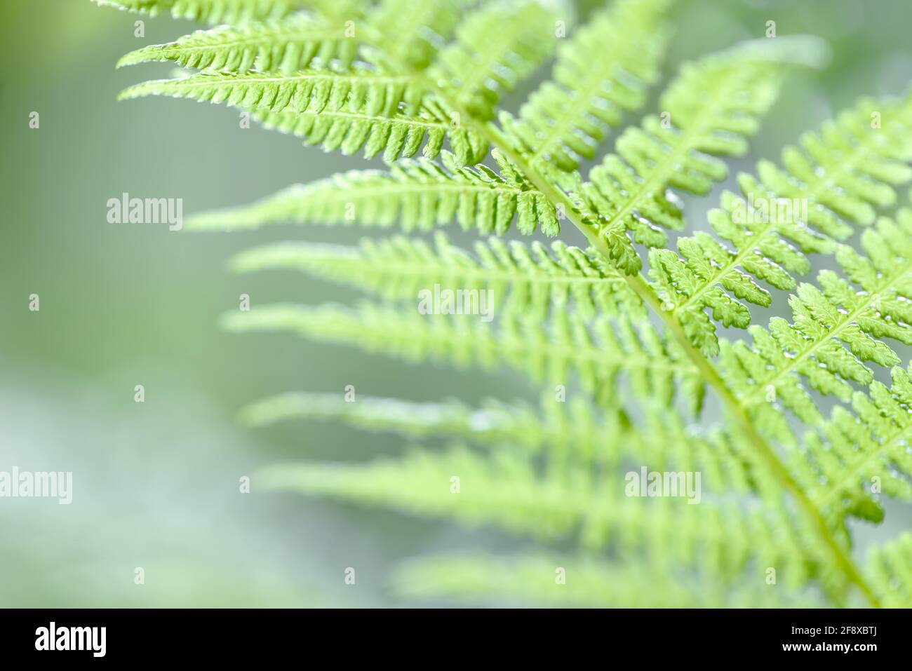 Fern leaf growing in nature. Leaves and stem of fern foliage in the ...
