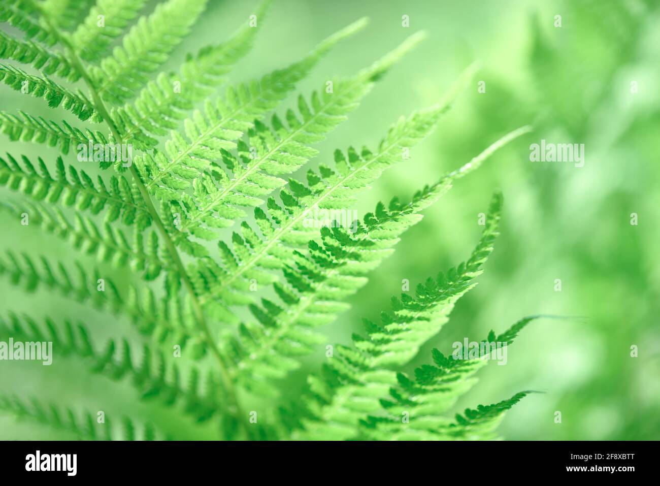 Fern leaf growing in nature. Leaves and stem of fern foliage in the ...