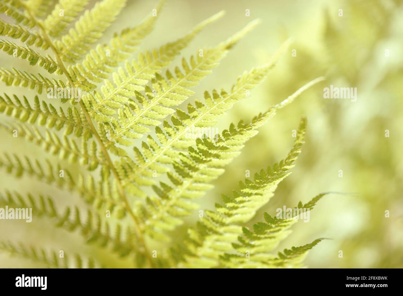 Fern leaf growing in nature. Leaves and stem of fern foliage in the ...