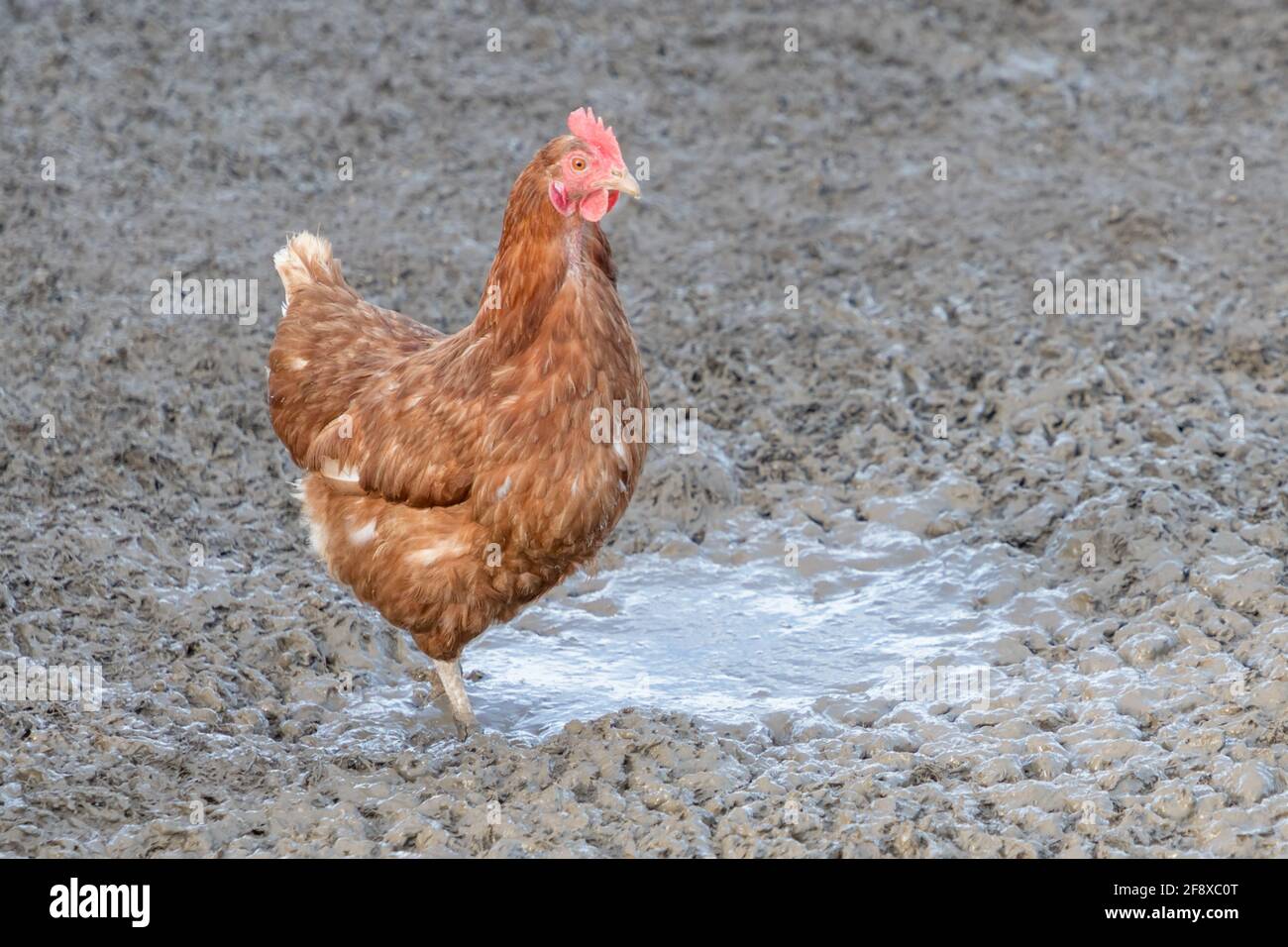 Brown chicken live outdoors at bio poultry farm dirt mud. Rural ...