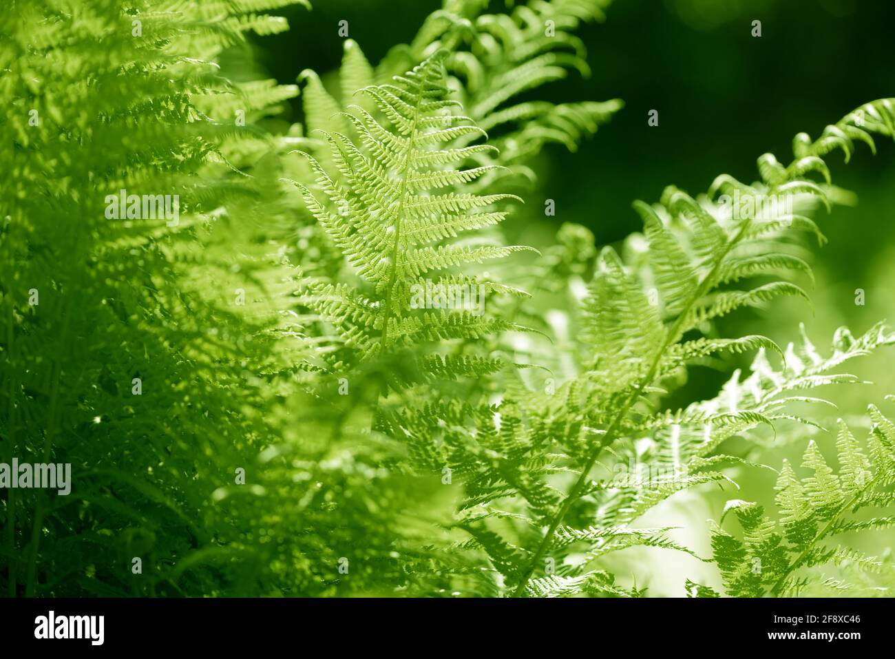 Fern leaf growing in nature. Leaves and stem of fern foliage in the ...