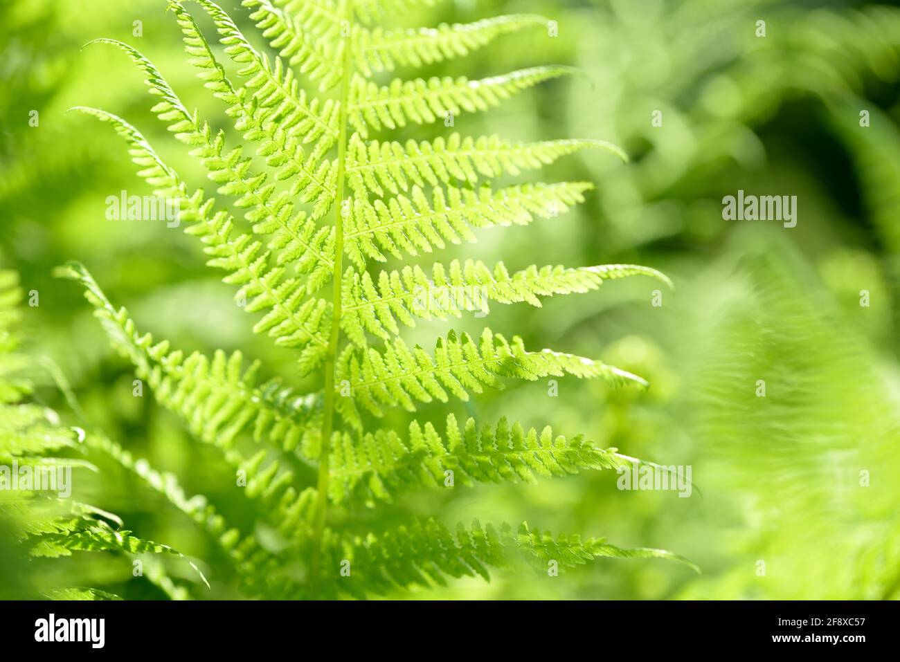 Fern leaf growing in nature. Leaves and stem of fern foliage in the ...