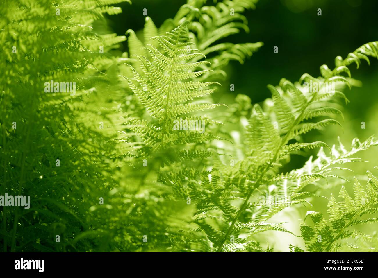 Fern leaf growing in nature. Leaves and stem of fern foliage in the ...