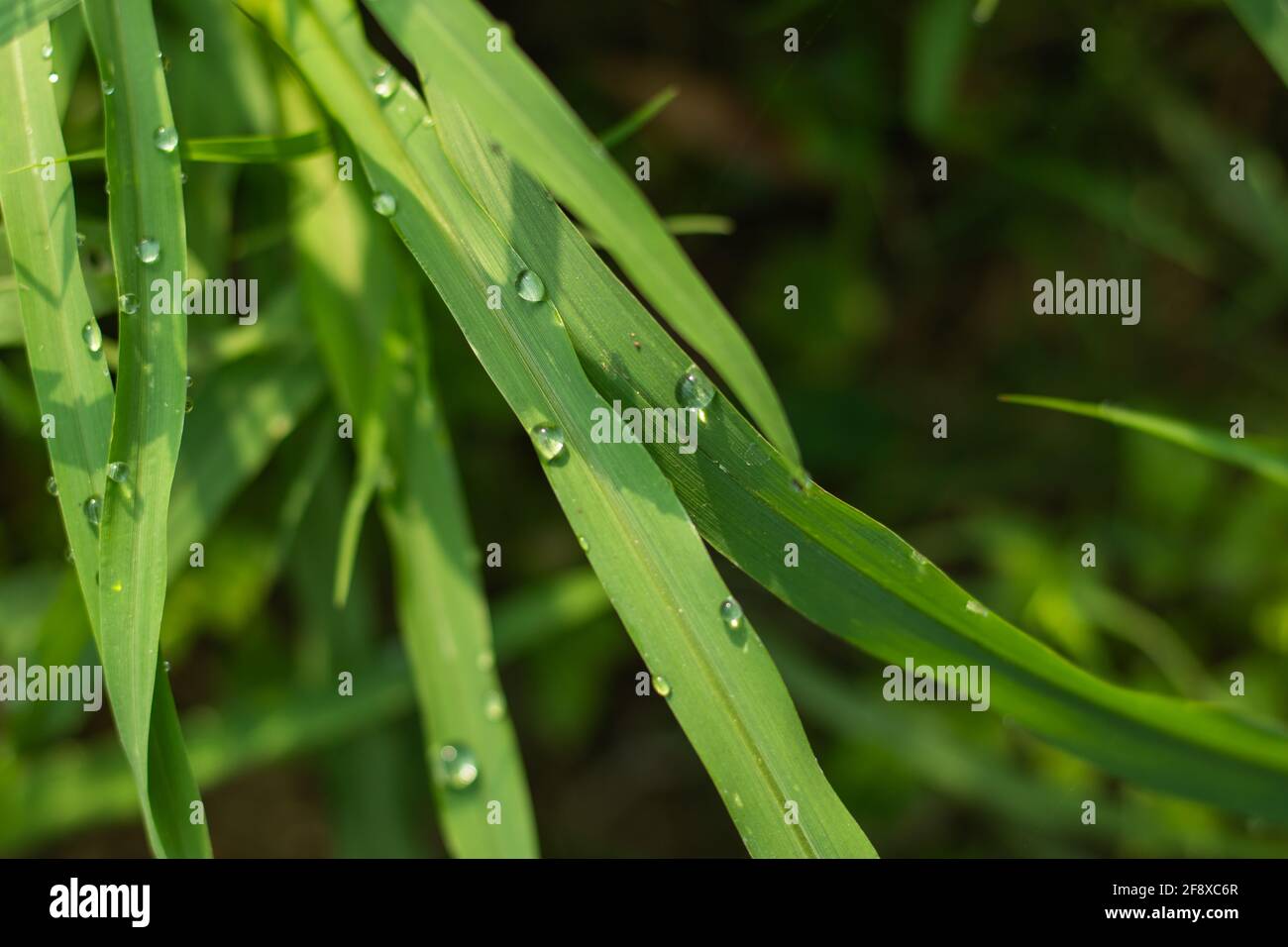 A remarkable background of morning dew on thin or wild or forest green ...