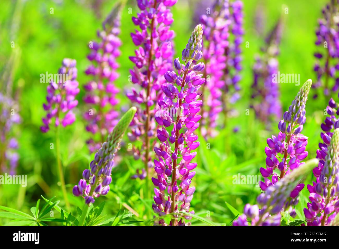 Lupinus, lupin, lupine field with pink purple and blue flowers. Bunch ...