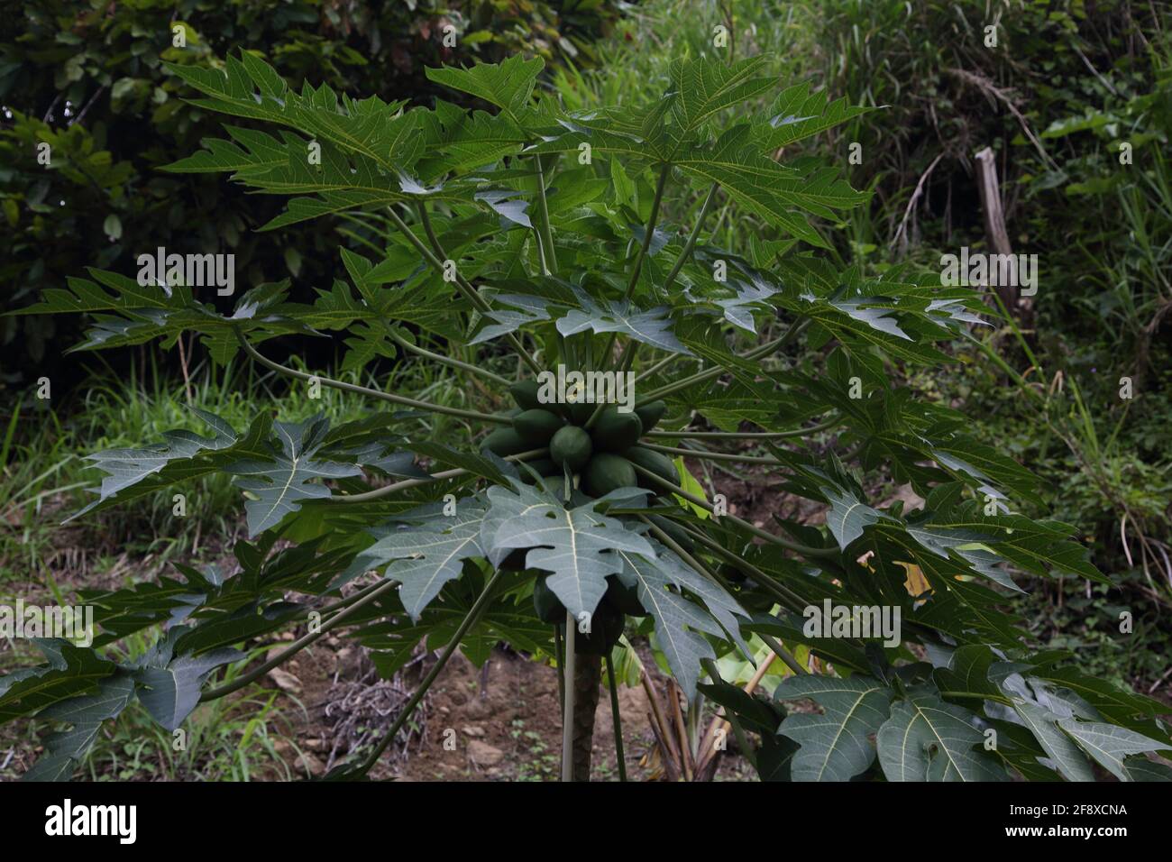 Mount Cinnamon Grenada Mangoes growing on Tree Stock Photo - Alamy