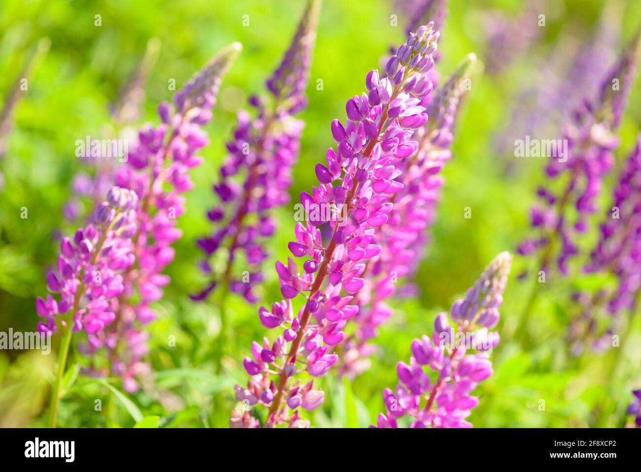Lupinus, lupin, lupine field with pink purple and blue flowers. Bunch ...