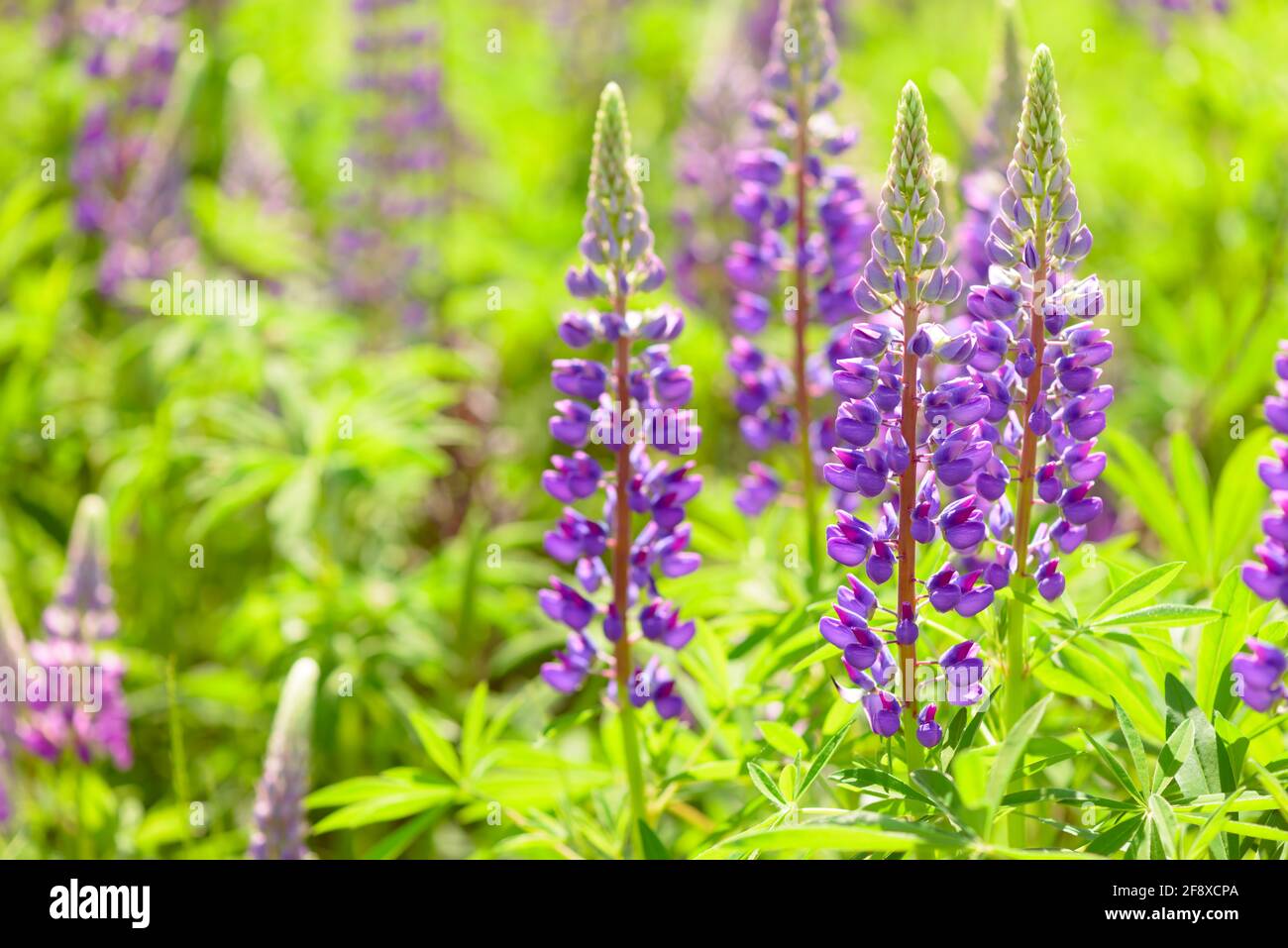 Lupinus, lupin, lupine field with pink purple and blue flowers. Bunch ...