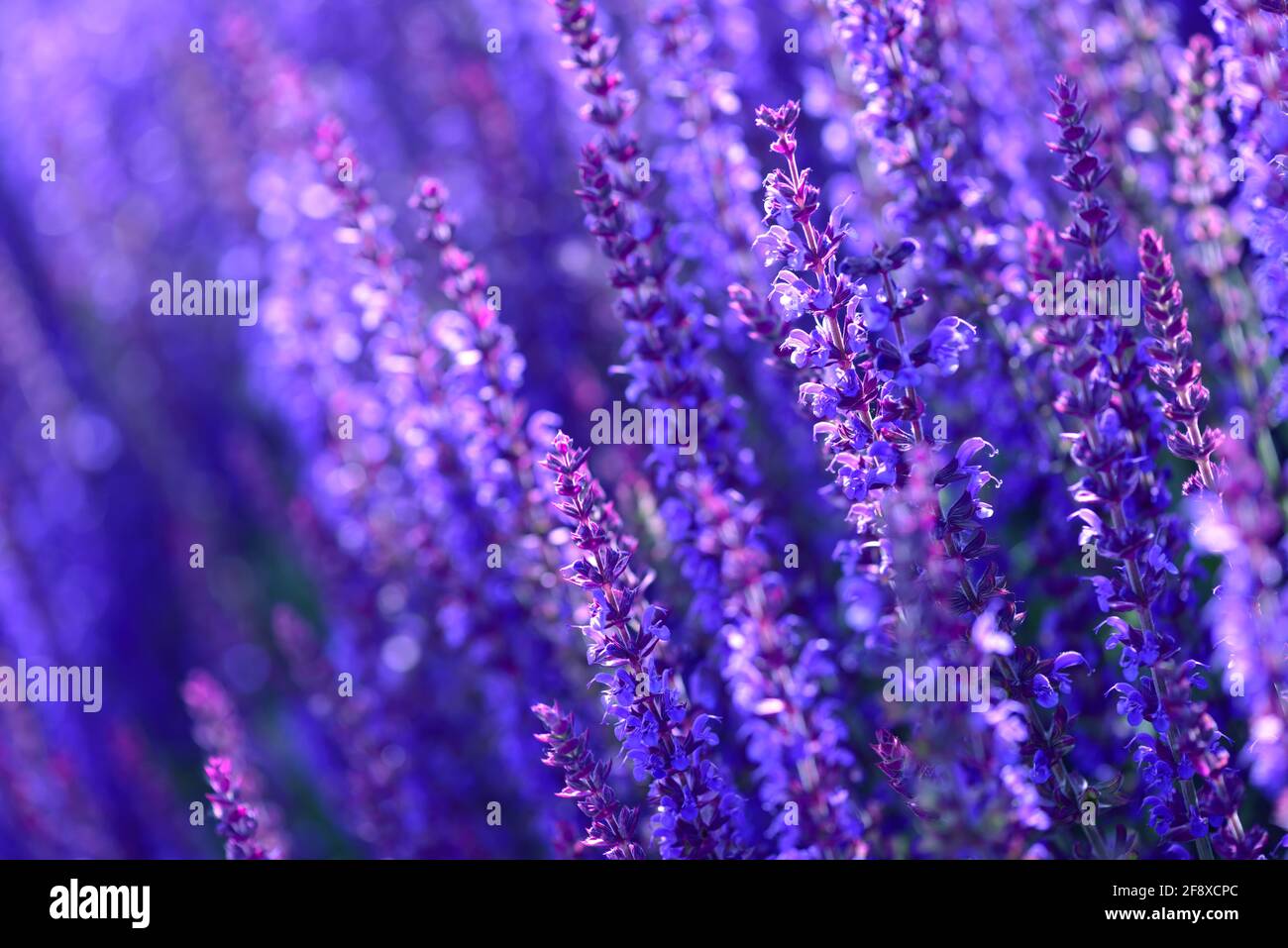 Lavender Flowers. Flowering bush growing in the field. Blooming ...