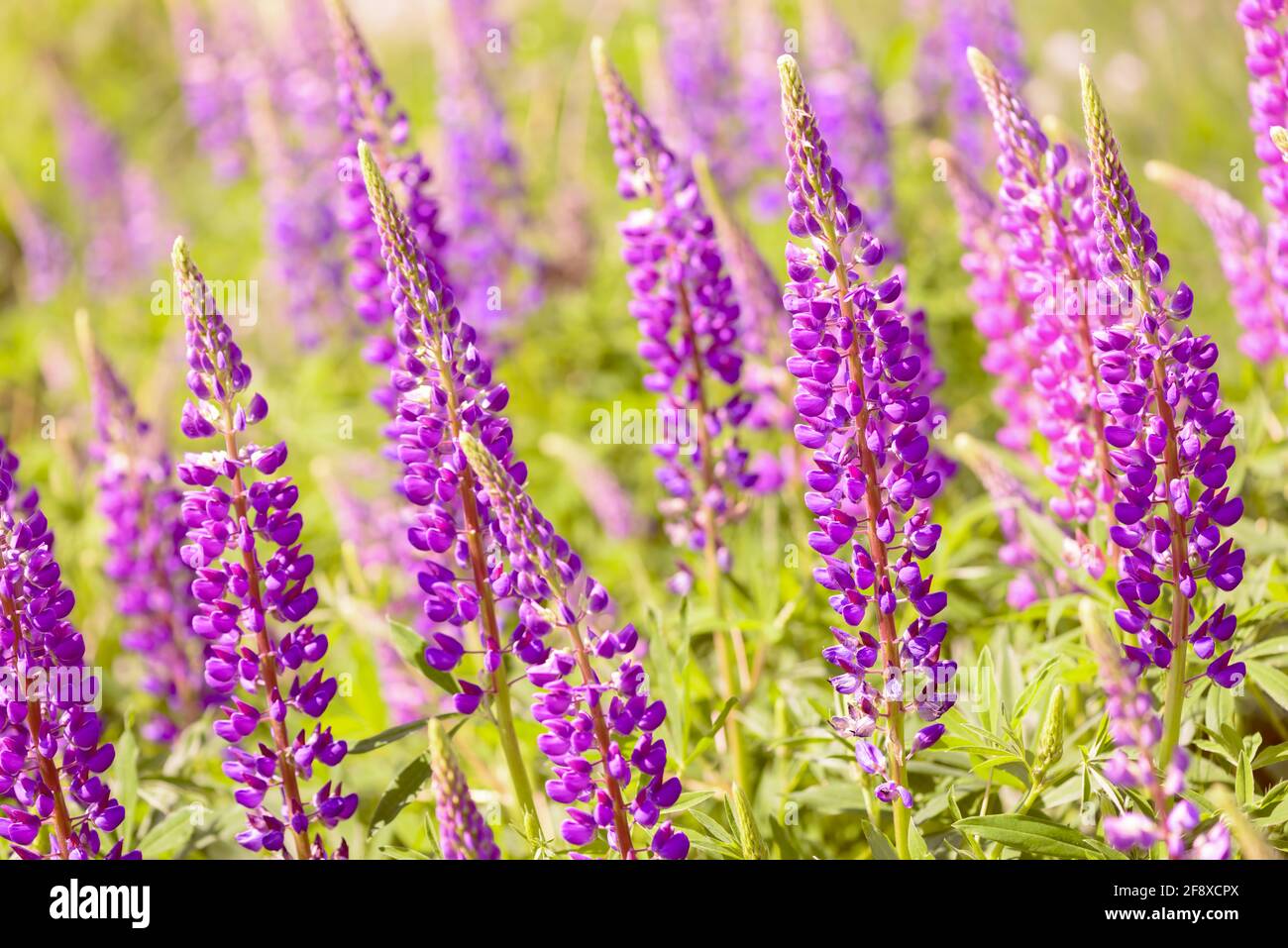 Lupinus, lupin, lupine field with pink purple and blue flowers. Bunch ...