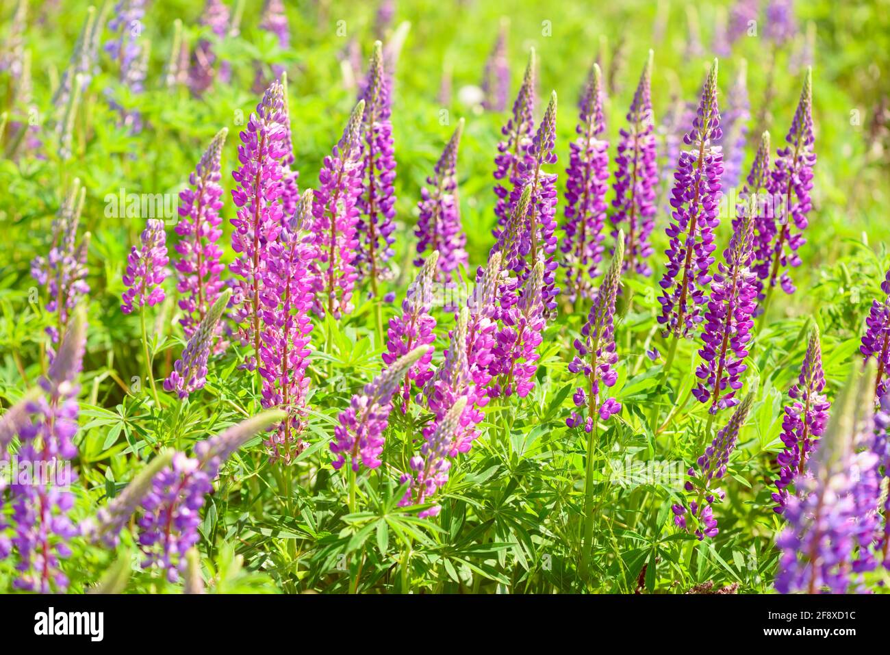 Lupinus, lupin, lupine field with pink purple and blue flowers. Bunch ...
