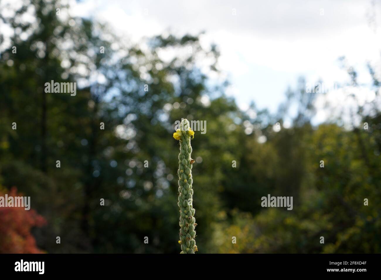 Selective focus shot of a common mullein Stock Photo - Alamy