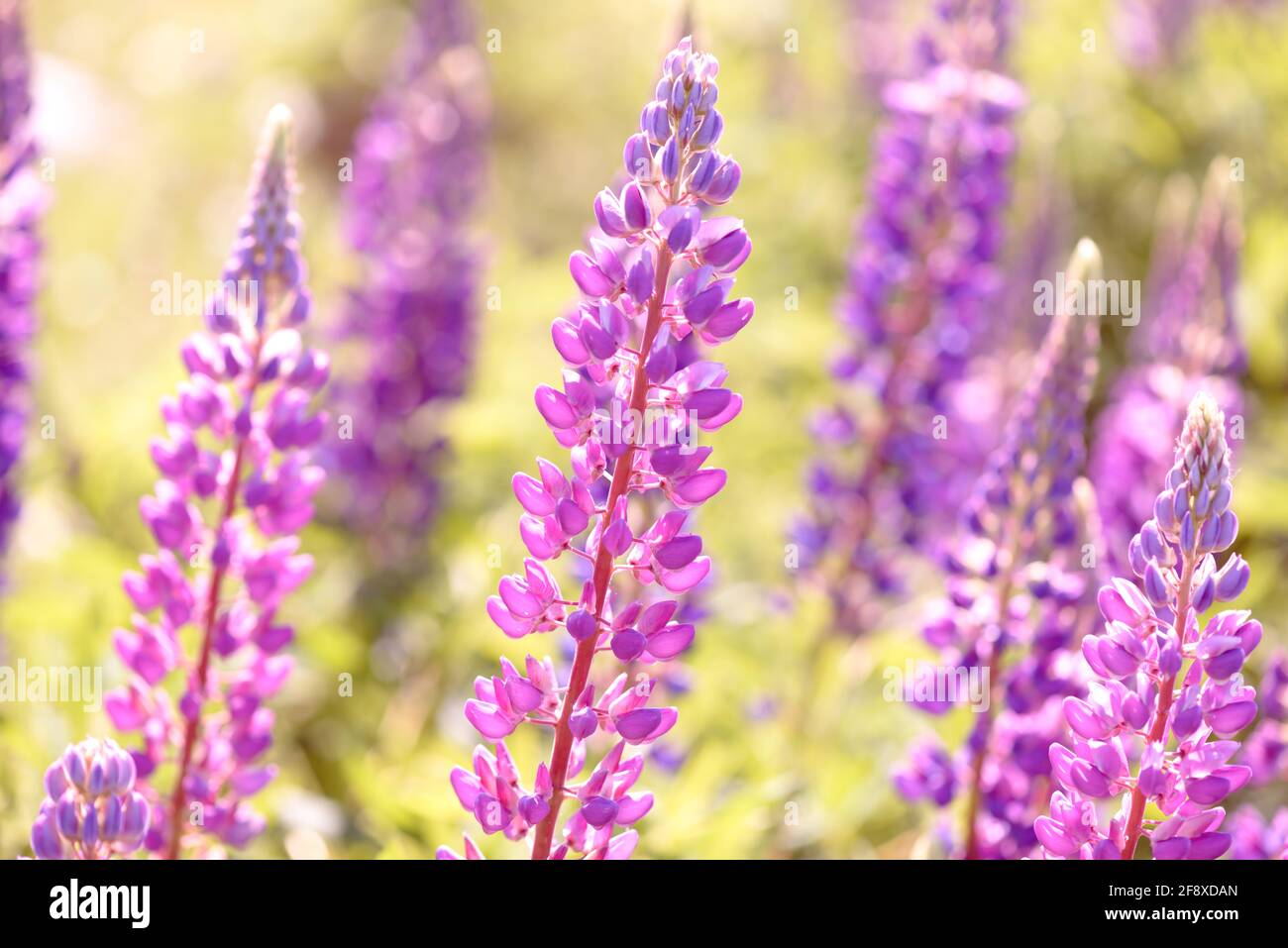 Lupinus, lupin, lupine field with pink purple and blue flowers. Bunch ...
