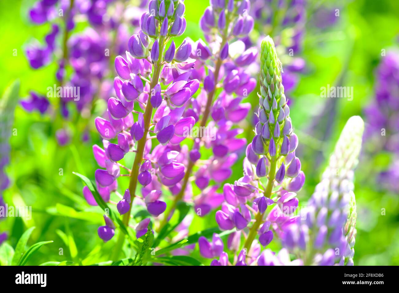 Lupinus, lupin, lupine field with pink purple and blue flowers. Bunch ...